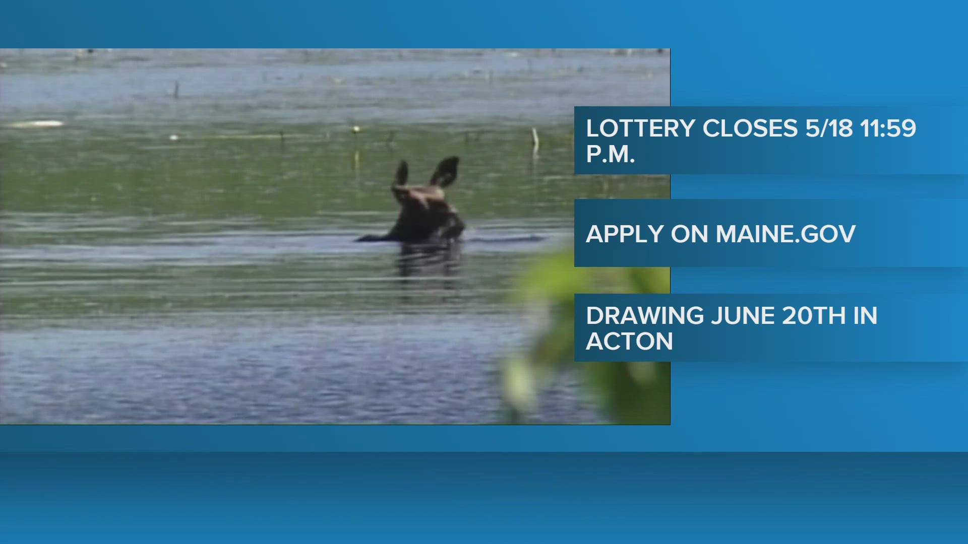 Deadline to enter moose hunting lottery for this season is Monday, May 18