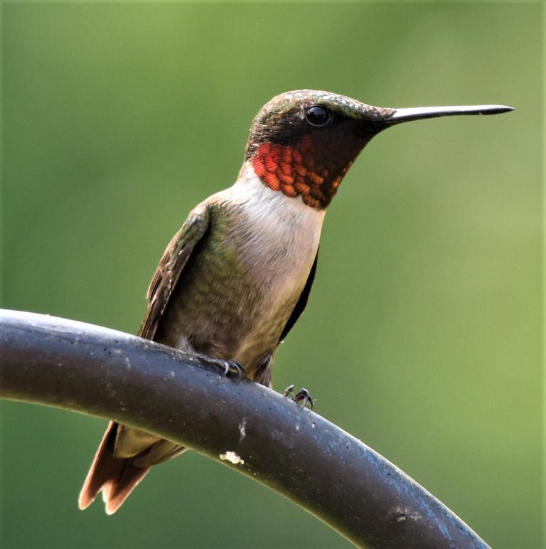 Ask the experts: Hummingbird behavior explained