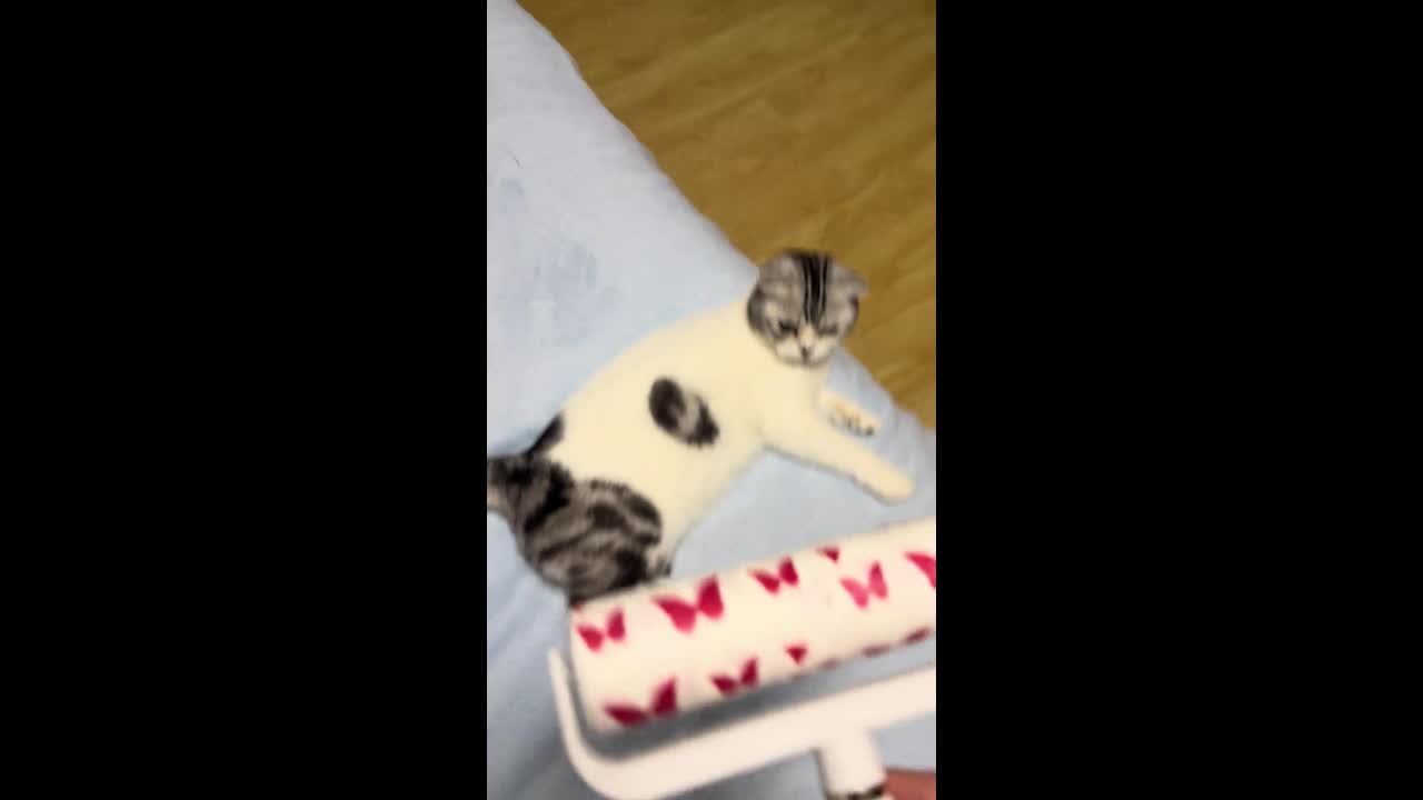 Cat fur sticks to roller during grooming moment at home in Jiangsu, China