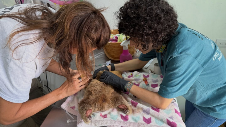 Florida zoo shares heartbreaking update on third sloth rescued from ...