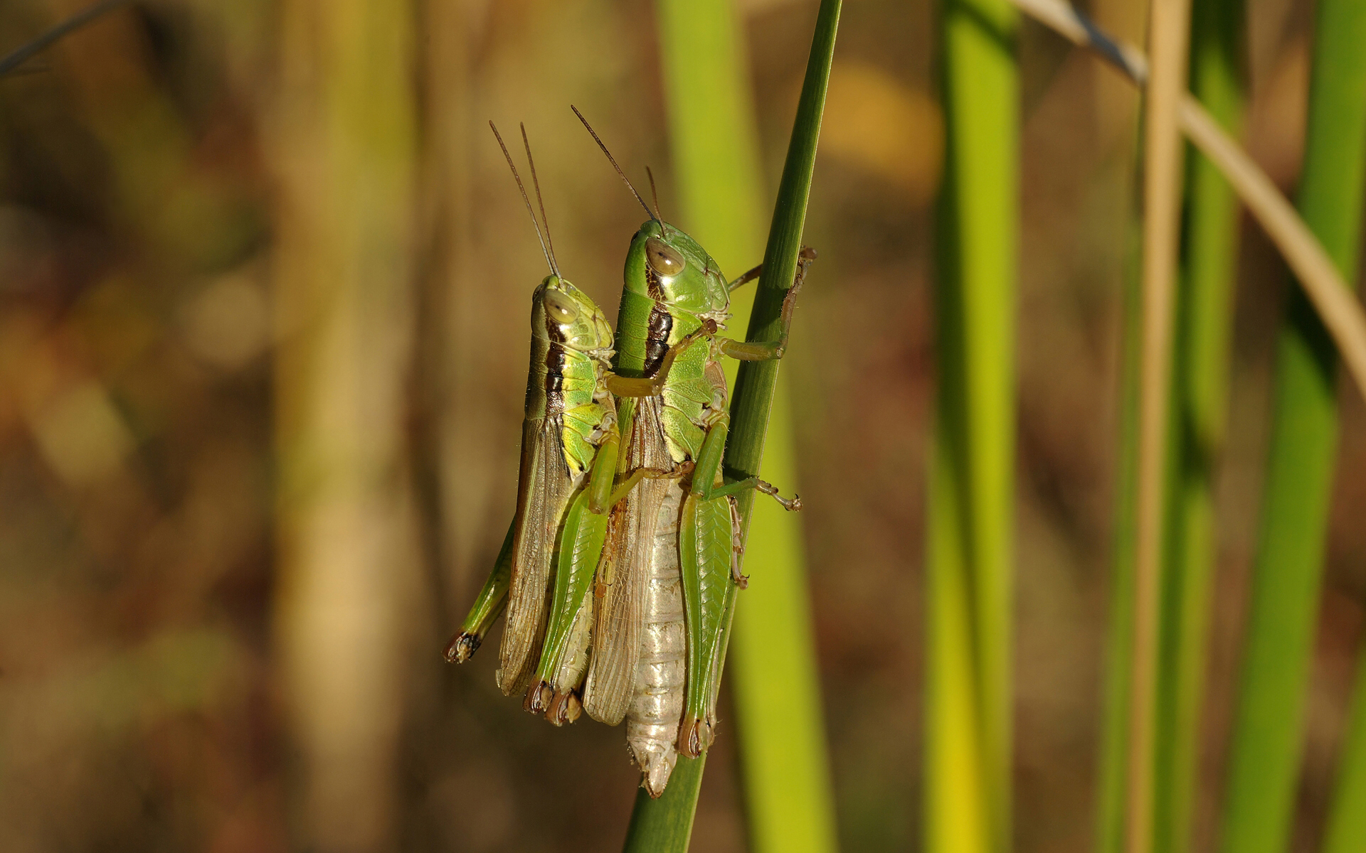 9 edible insects that survival experts eat without hesitation that most ...