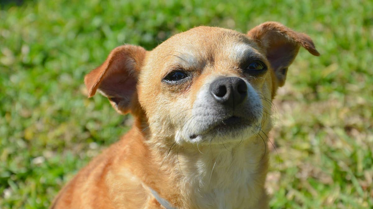 15-year-old stray chihuahua finally wags his tail when meeting fellow ...
