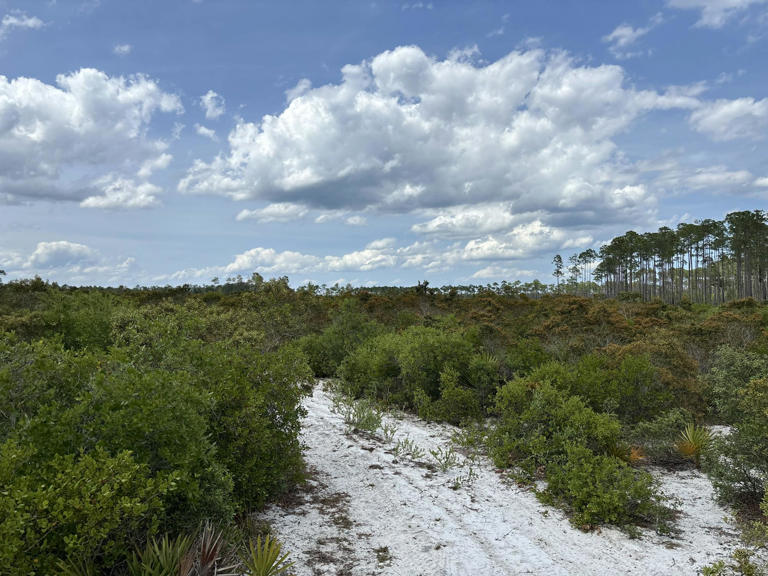 A newly rediscovered moth species in Florida may already be at risk