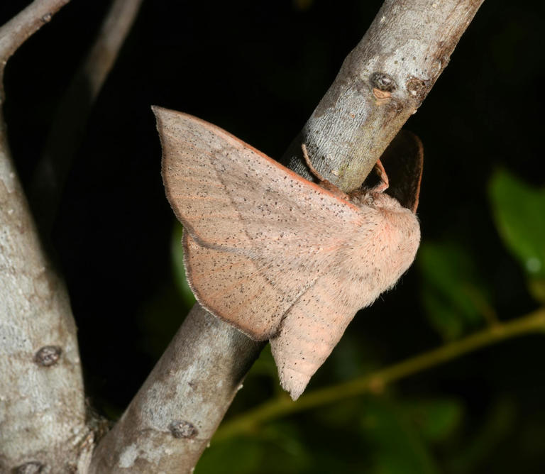 A newly rediscovered moth species in Florida may already be at risk