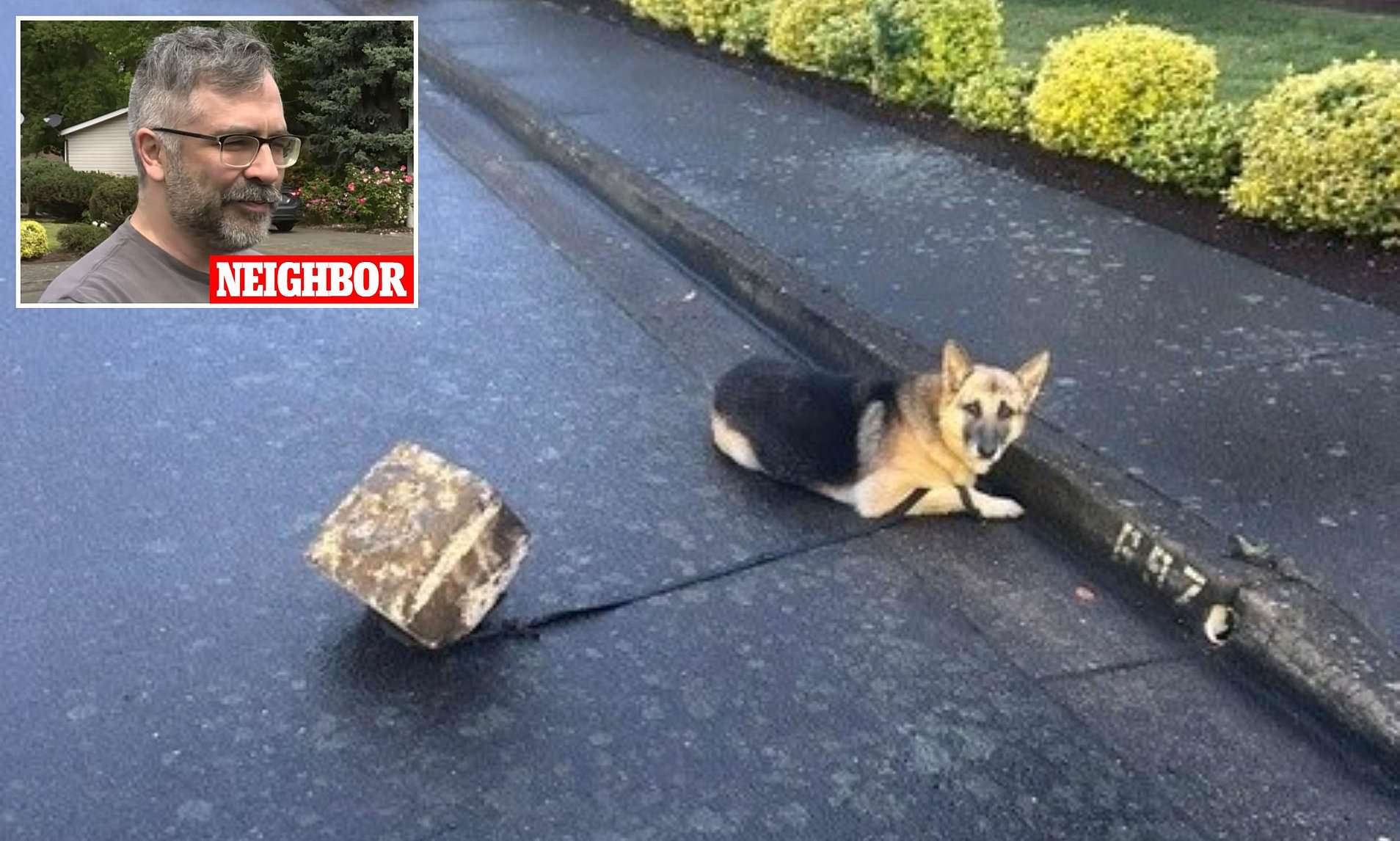 Confused German shepherd found tied to enormous rock and abandoned in ...
