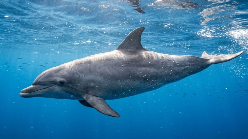 Dolphins evolved massive brains 35 million years ago - and scientists ...
