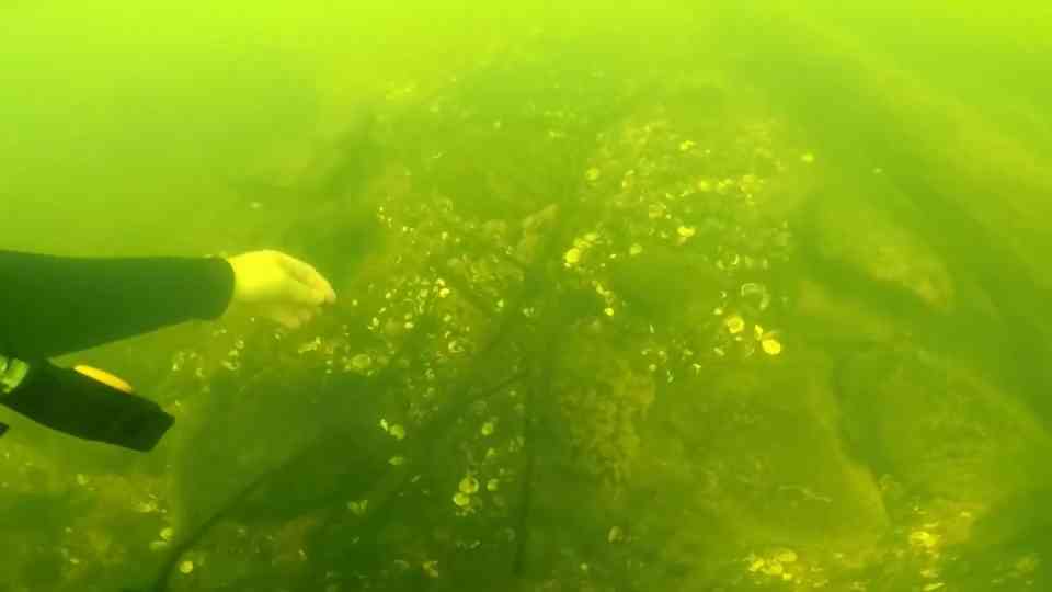 Found shotgun in river while scuba diving
