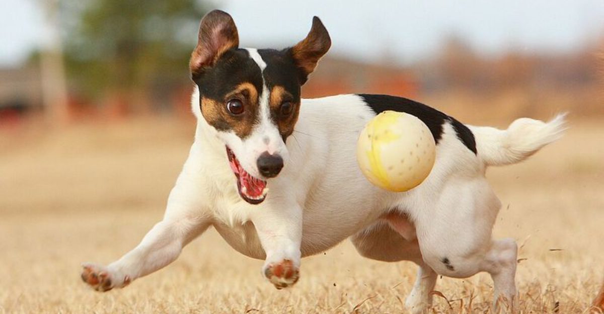 13 dog breeds people rush to adopt and quietly give up on later
