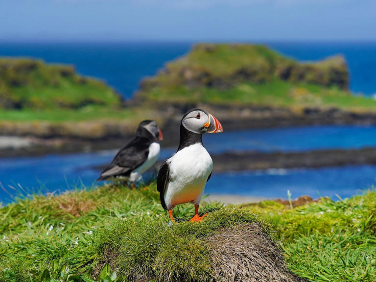 Adorable puffins: Perfect puffin-watching spots in Scotland