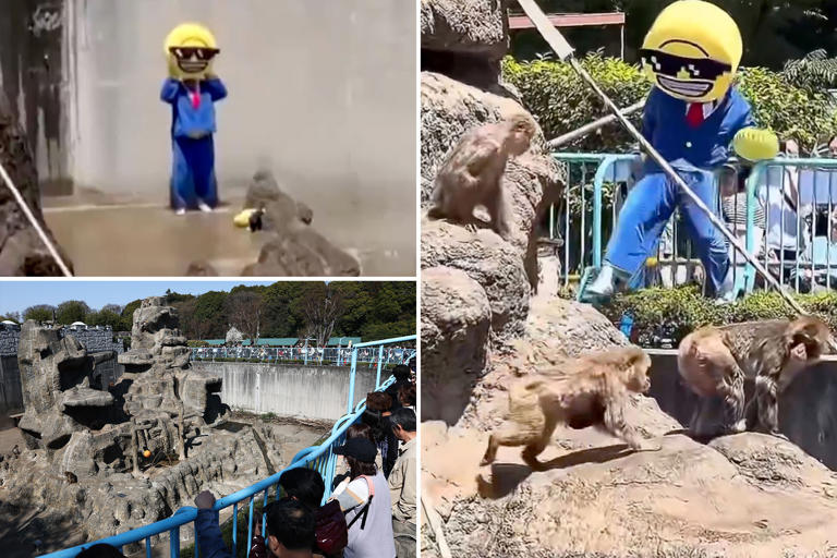 American tourists arrested after breaking into Punch the Monkey’s ...