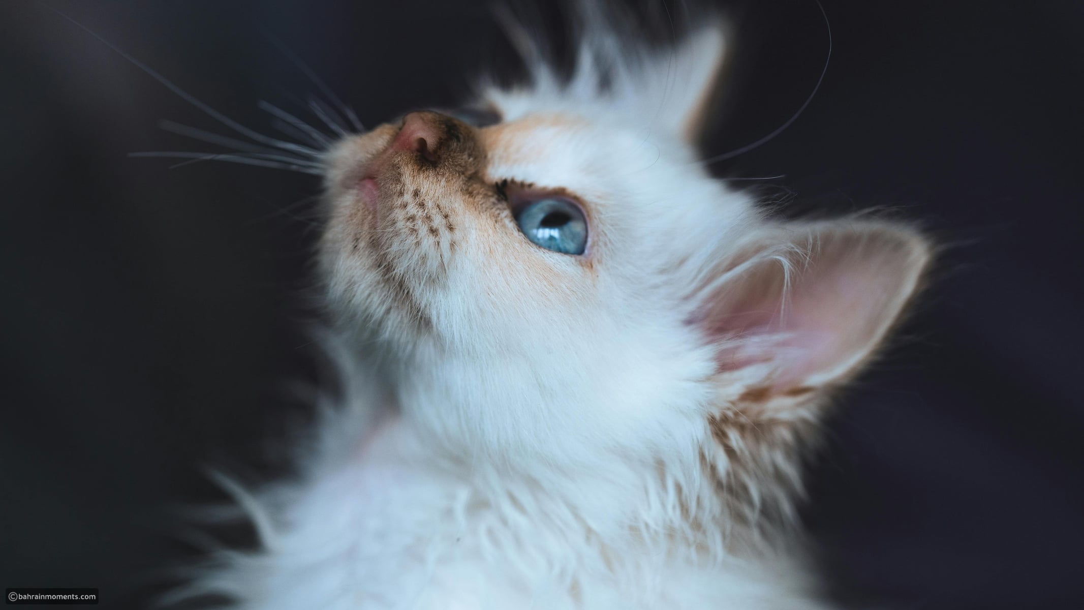 The most affectionate cat breeds - yes, they do exist