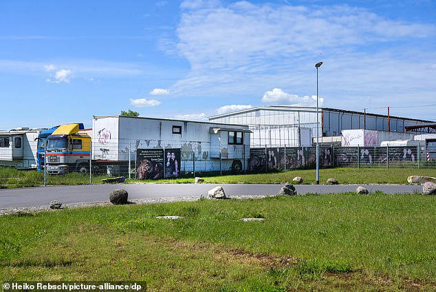 Tiger is shot dead in Germany after escaping 'Tiger Queen' owner and ...