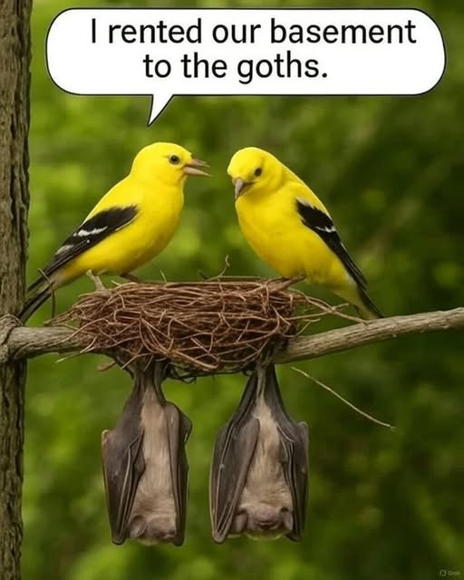 31 bird memes to make your day feel light as a feather