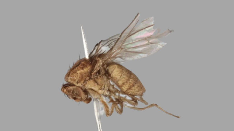 Scientists map genome of carnivorous fruit fly