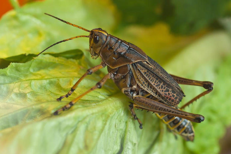 Cricket nuggets? Caterpillar cookies? Canadians would consider eating ...