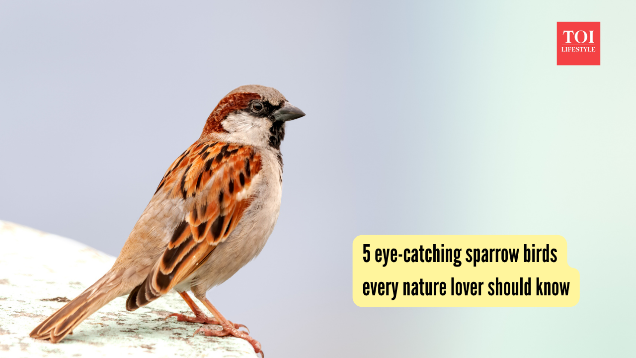 5 eye-catching sparrow birds every nature lover should know