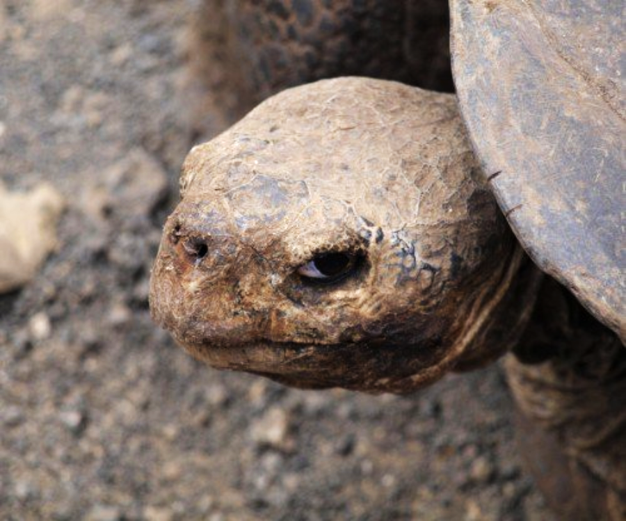 20 animals who are absolutely judging your life choices