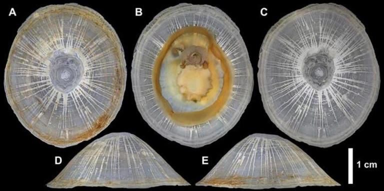 Nearly 6KM Down in the Pacific Abyss, Scientists Found a ‘Giant ...