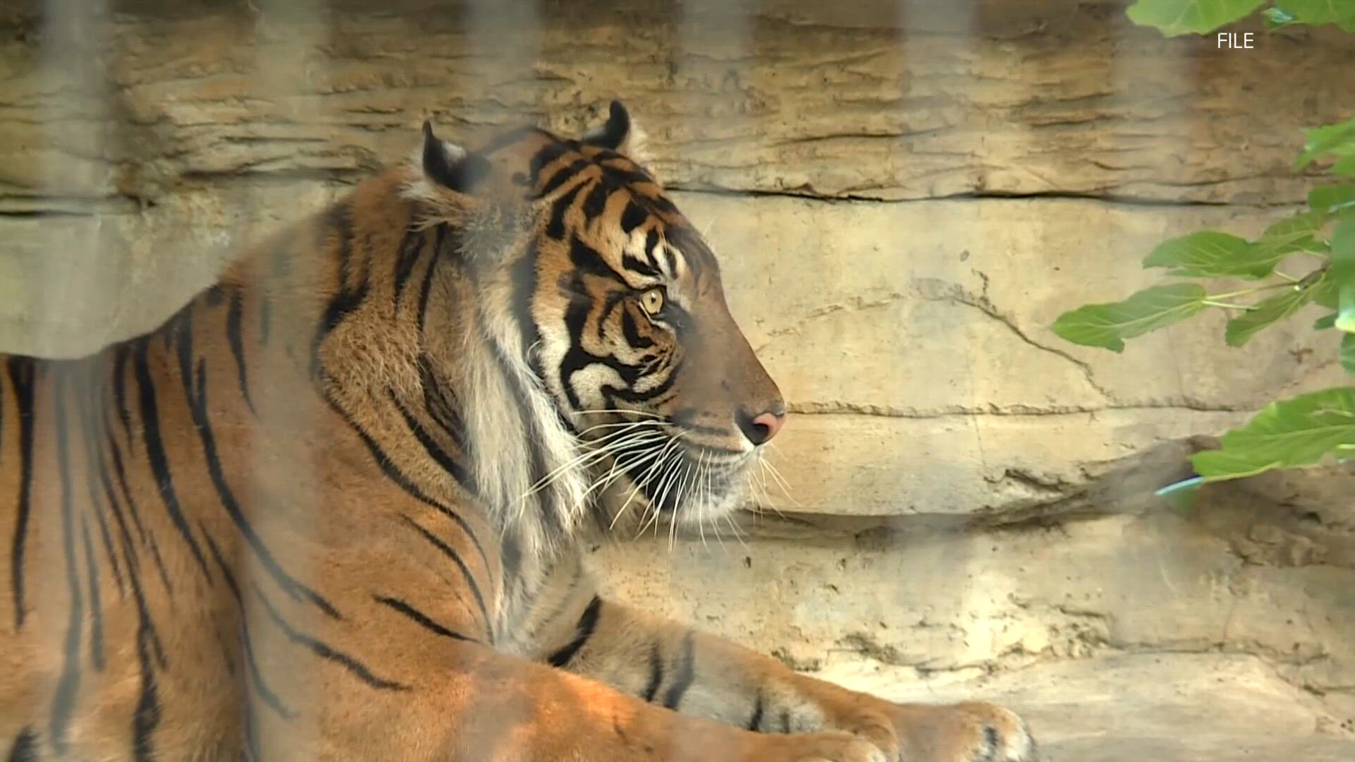Cameron Park Zoo closes after bomb threats target zoos nationwide