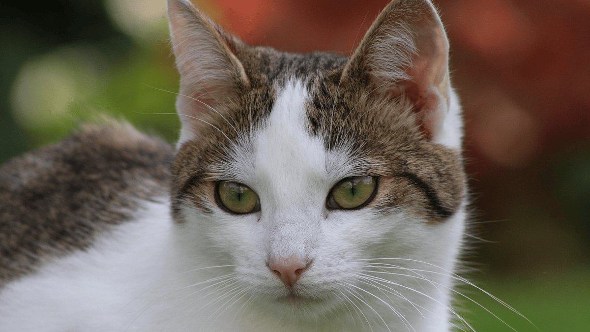 Experts warn about a disease in cats that many owners detect too late