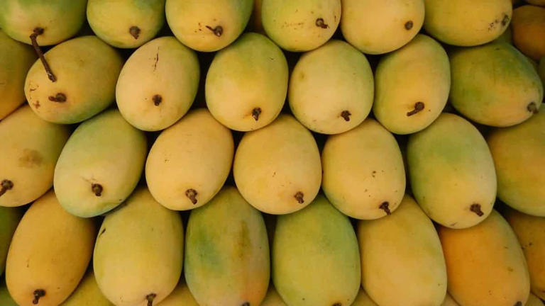 How Himsagar mango became Bengal’s most celebrated summer fruit