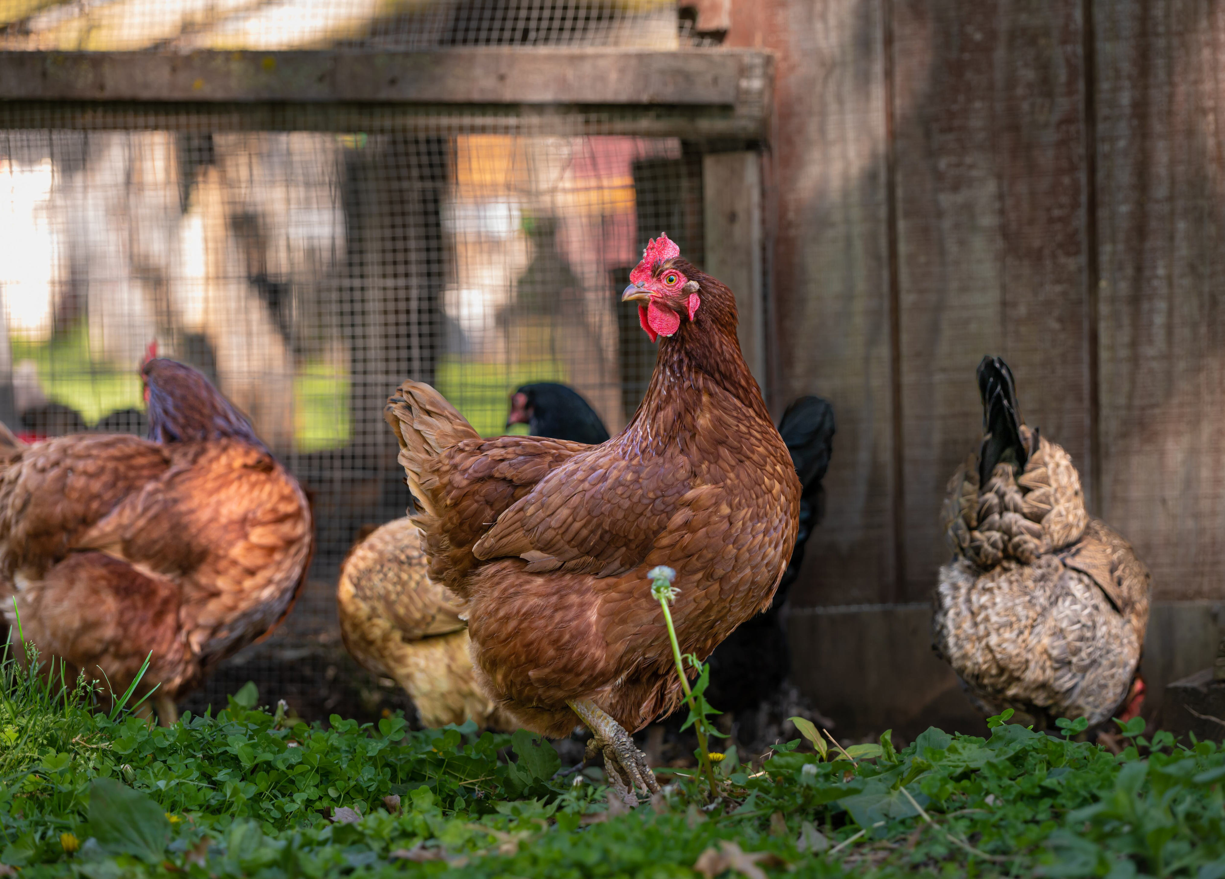 4 Georgians among 100+ sickened by backyard poultry salmonella outbreak ...