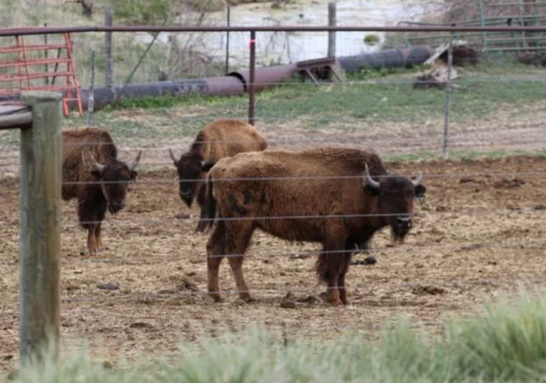 Authorities seize bison herd, cite owner for animal neglect