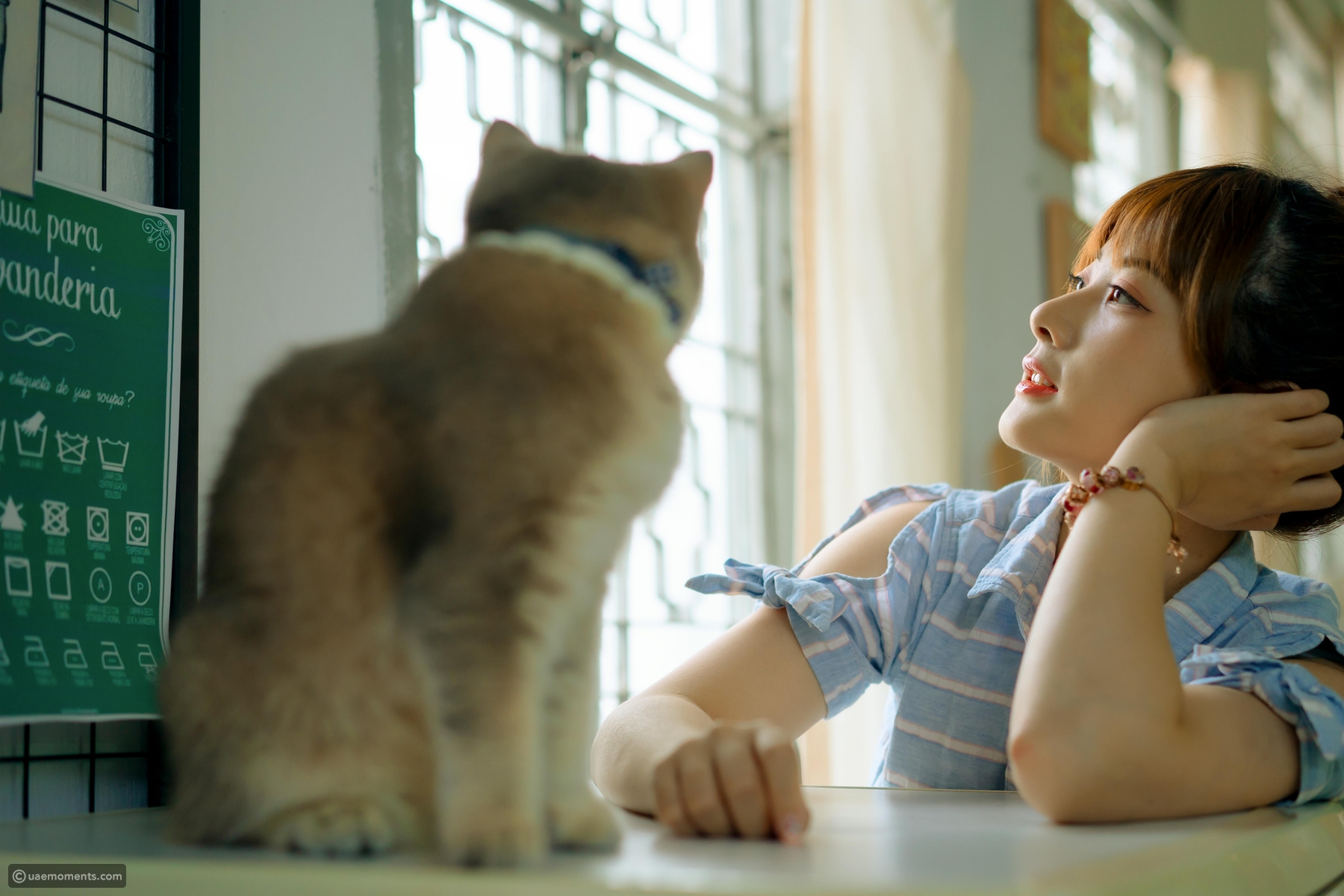 The most common mistake among indoor cat owners