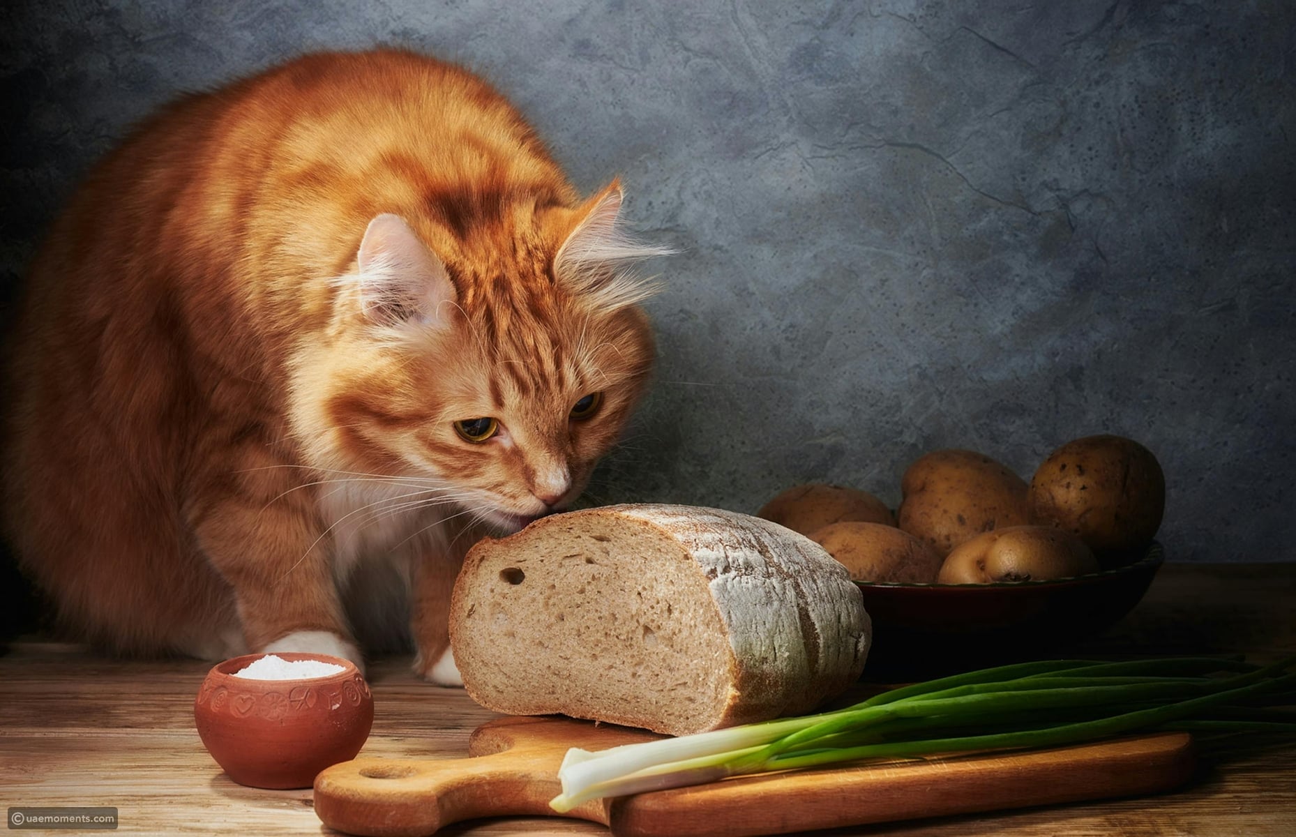 The most common mistake among indoor cat owners