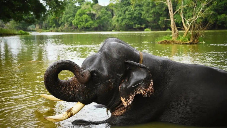 Karnataka’s Dubare Elephant Camp tragedy: 5 rules to follow in the ...