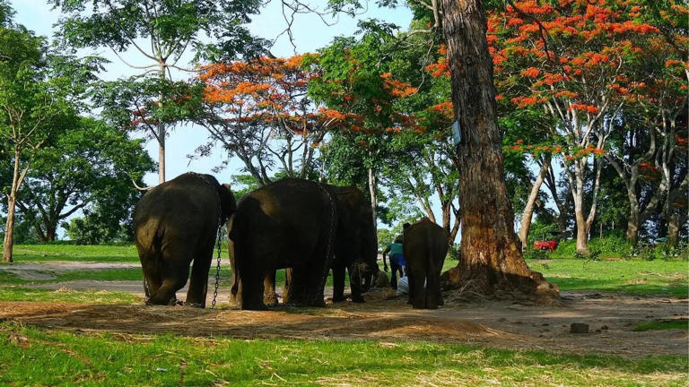 Karnataka’s Dubare Elephant Camp tragedy: 5 rules to follow in the ...