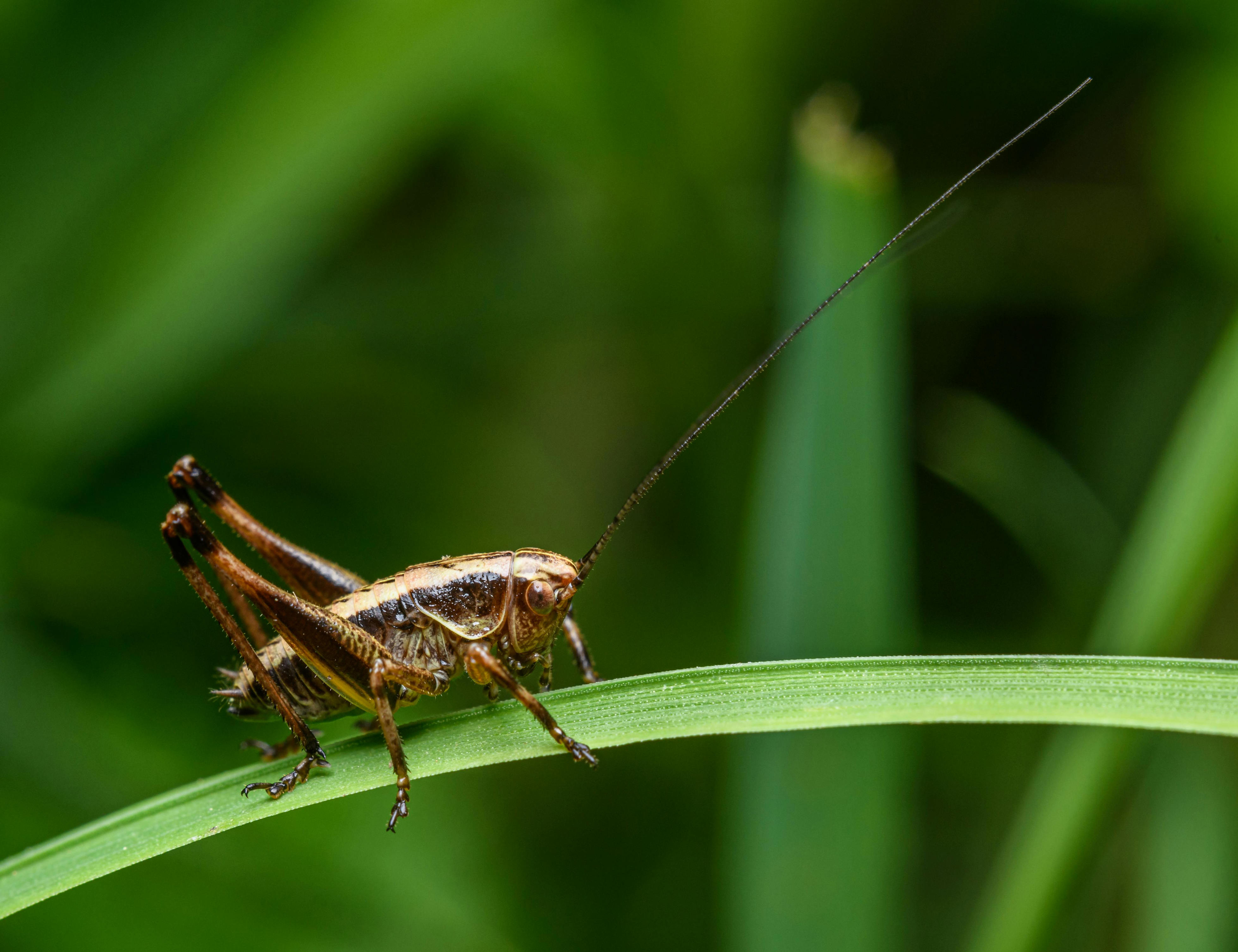 9 edible insects that survival experts eat without hesitation that most ...
