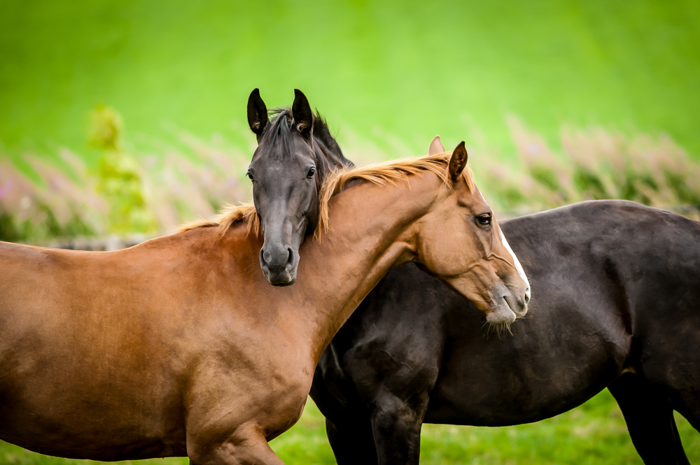 15 animal records that defy belief