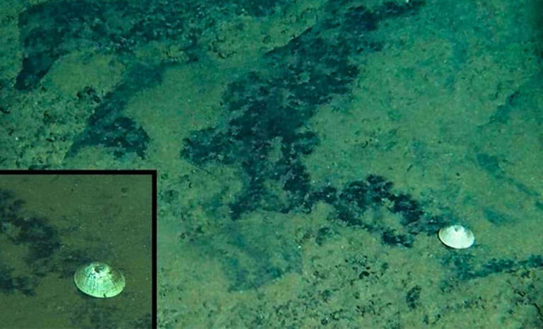 Nearly 6KM Down in the Pacific Abyss, Scientists Found a ‘Giant ...