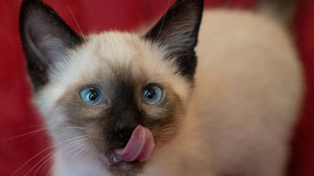 Does your cat stick her tongue out? Here's what the vets say