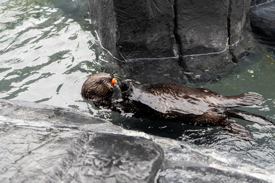 SeaWorld San Diego debuts sea otter live cam