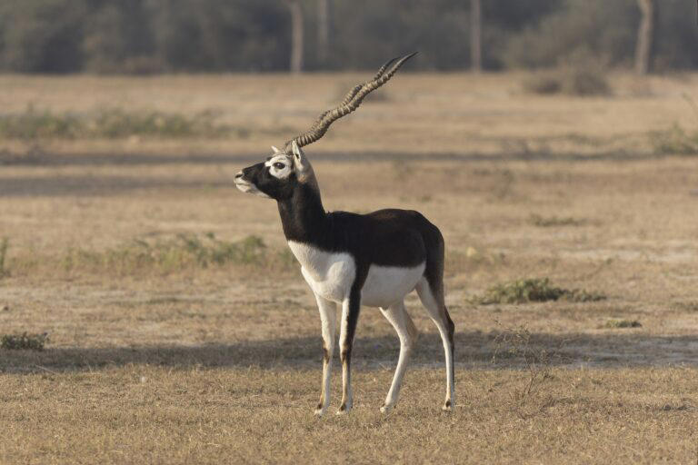 Nepal’s plan to release blackbucks into tiger country raises red flags