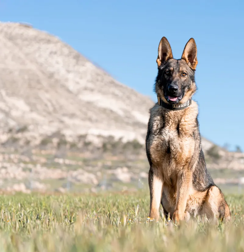 13 dog breeds people rush to adopt and quietly give up on later