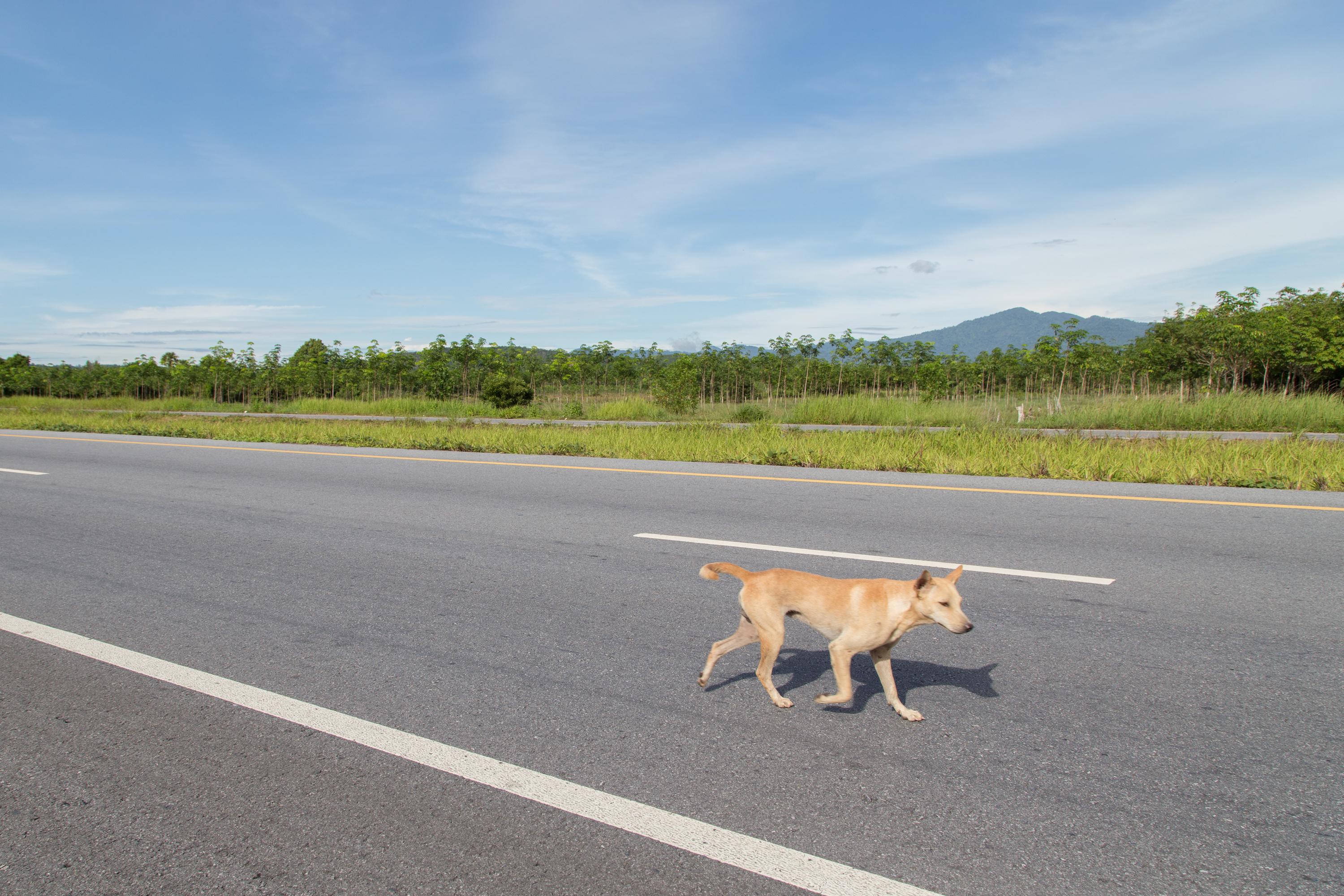 Errant entre les voitures sur l’autoroute, une petite chienne a été ...