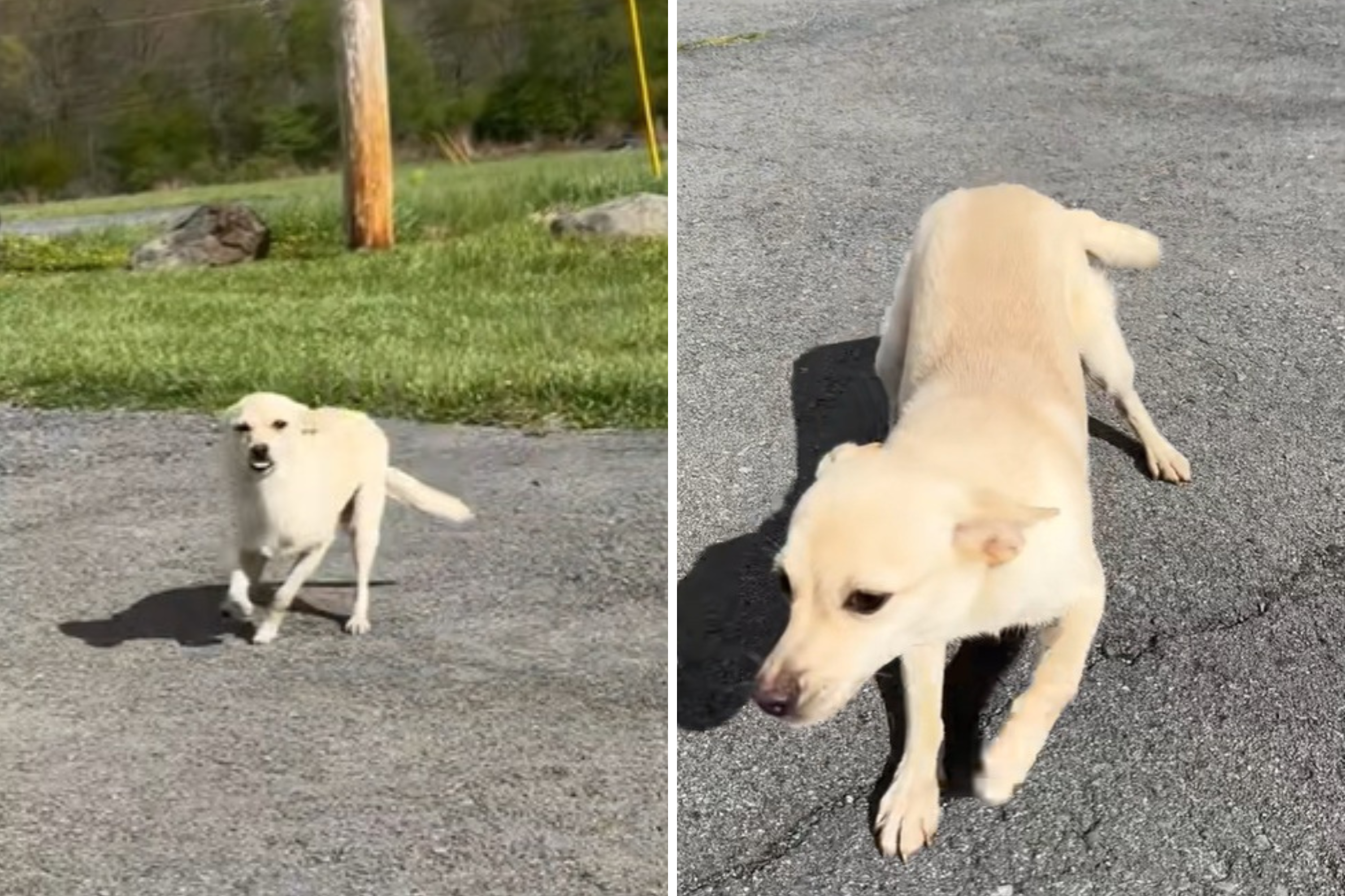 Foster dog goes missing in woods—new family gives up, but there’s a twist