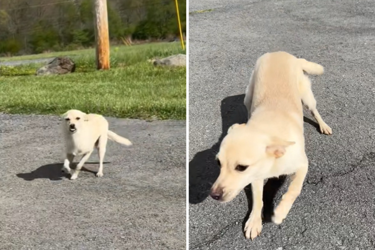 Foster dog goes missing in woods—new family gives up, but there’s a twist