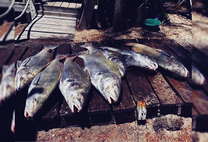 San Clemente del Tuyú recupera su concurso de pesca de la corvina negra