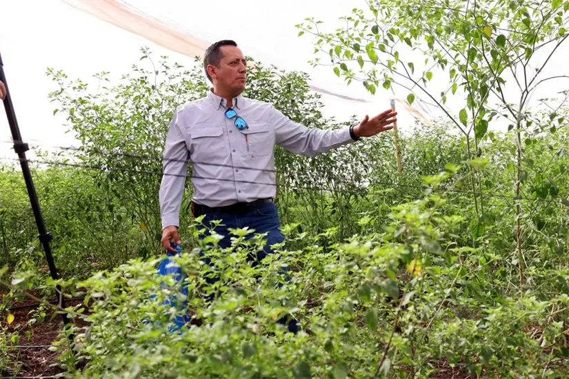 Oro molido para el campo: La UAS lidera el rescate genético del ...