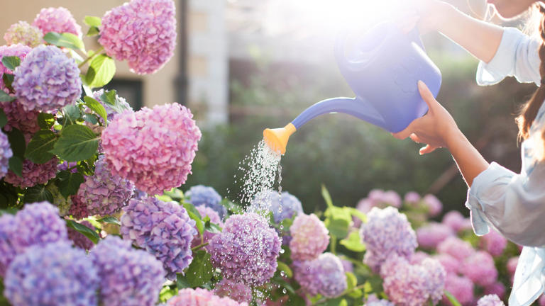 Gardeners urged to add coffee grounds when watering hydrangeas — here's why