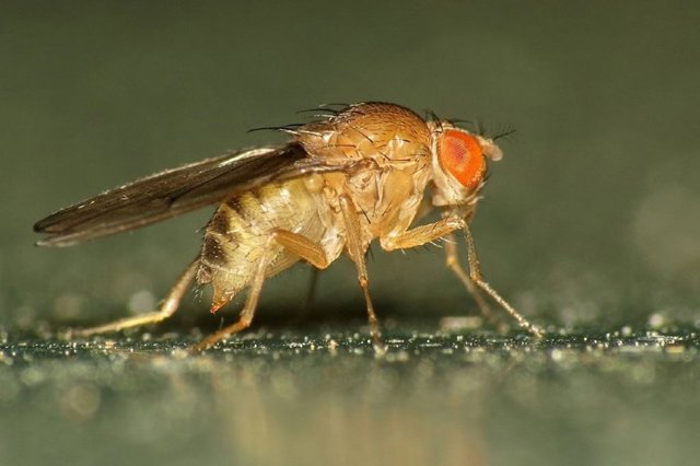 Cantabria vigilará la "plaga transitoria" de mosca oriental de la fruta ...