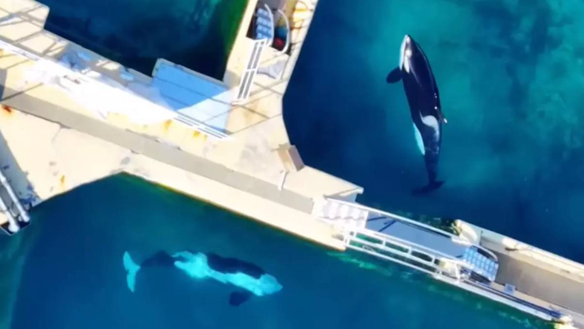 PETA issues strong response after update on orcas 'left for dead' in ...