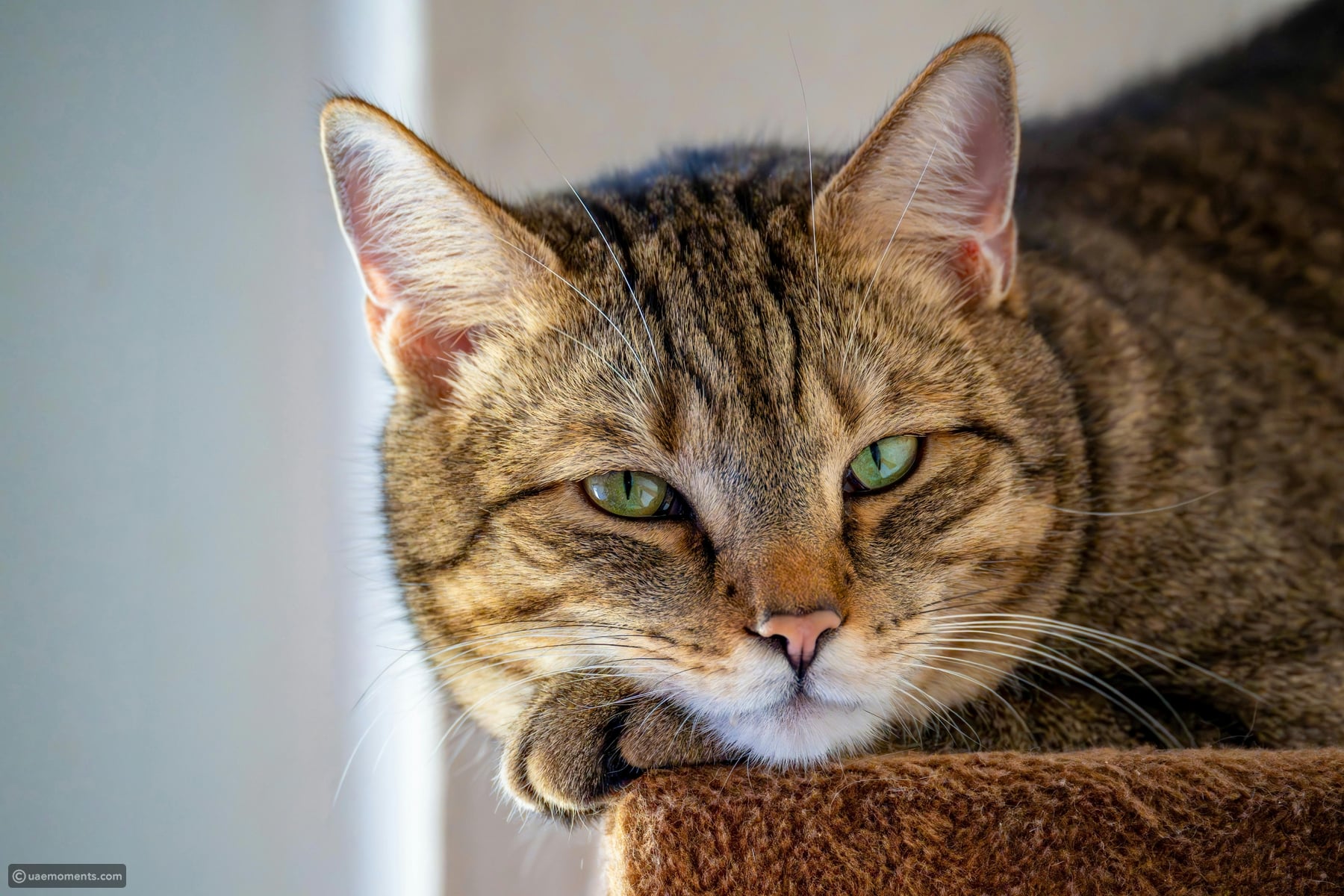 The most common mistake among indoor cat owners