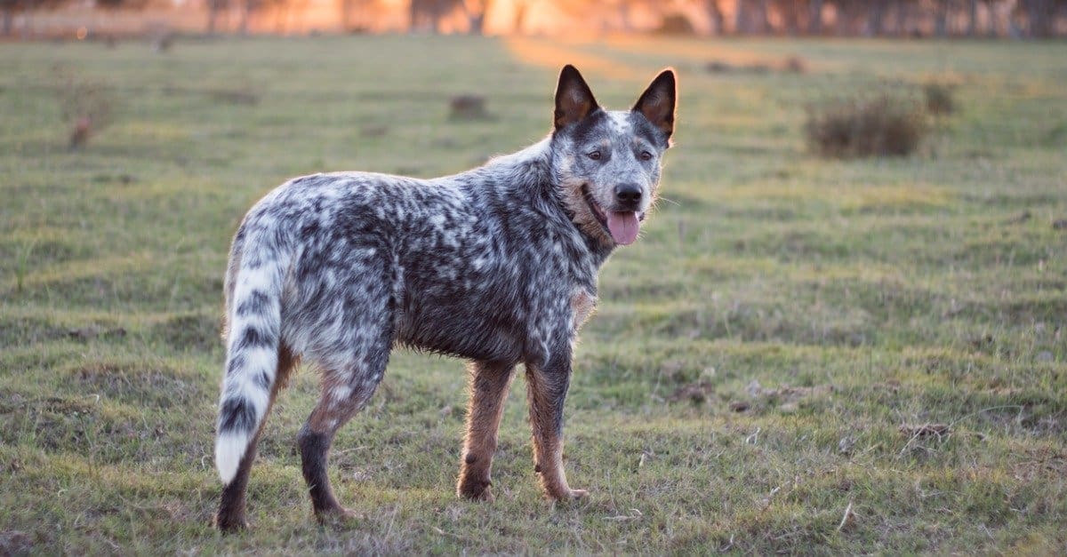 16 dog breeds I’d think twice about before bringing home to my family