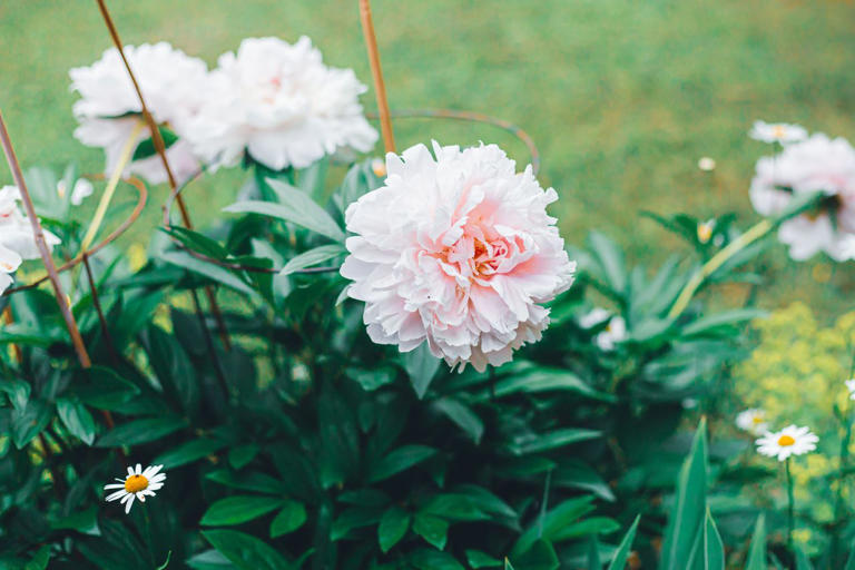 These 9 peony colors will stun neighbors and instantly upgrade your ...