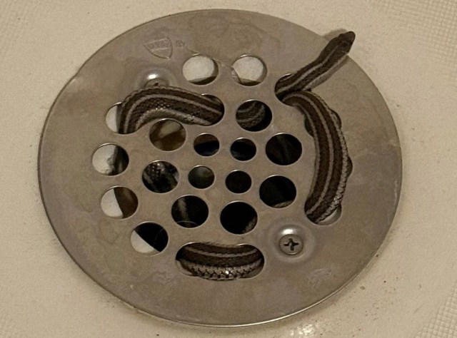 House cleaner stunned after snake appears in basement shower drain